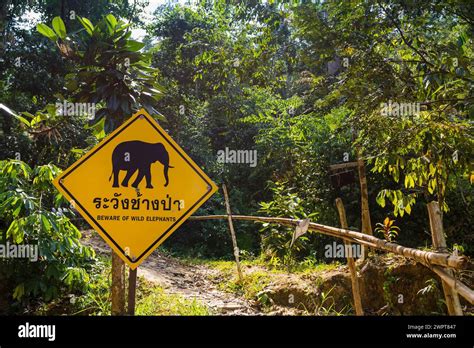 Beware Of Elephants In The Rainforest In Khao Sok National Park