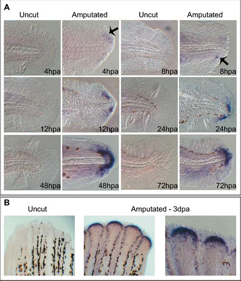 Figure 2 From Comparative Expression Profiling Reveals An Essential
