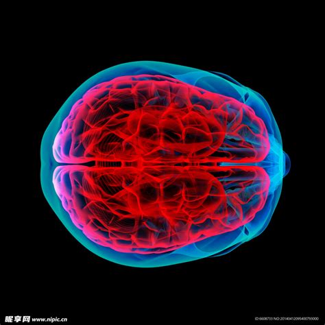 人脑结构大脑设计图 科学研究 现代科技 设计图库 昵图网