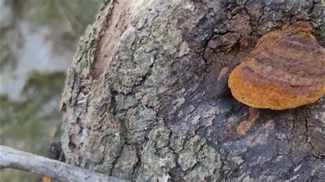 세상에이런일이 황철나무에서자라는차가버섯 뽕나무상황버섯 차가버섯 느타리버섯 Youtube