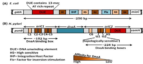 Origin Of Replication E Coli
