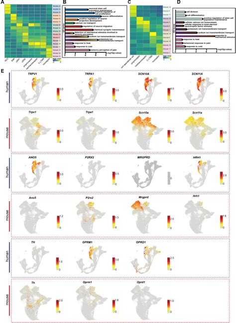 Decoding Transcriptional Identity In Developing Human Sensory Neurons And Organoid Modeling Cell
