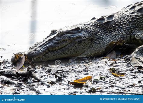 Head Of A Saltwater Crocodile Crocodylus Porosus Stock Image Image