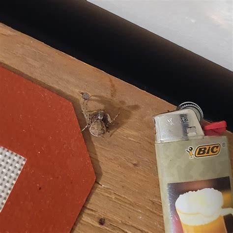 Unidentified Spider In Tulsa Oklahoma United States