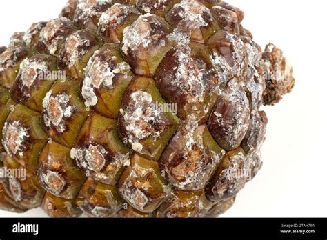 Biological Example Of Fibonacci Spirals Seen At A Pine Cone Isolated On