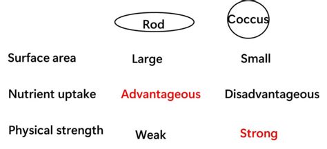 Why Are Gram Negative Bacteria Mostly Rods Exploring Cocci And Rods In