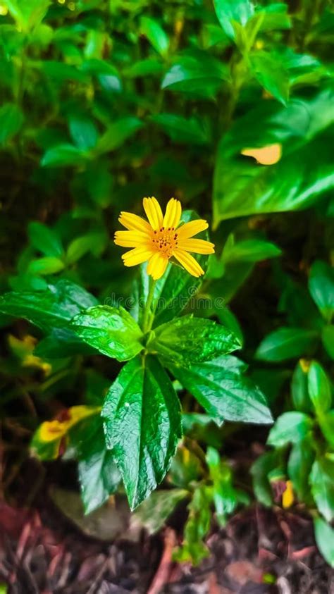 Flor De Wedelia Amarilla Sphagneticola Trilobata Creciendo Descuidada