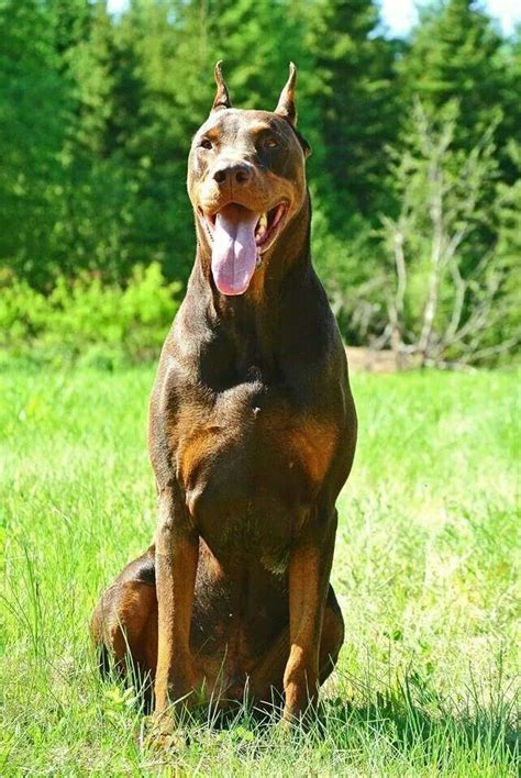 Big Red Doberman Male Named Chase