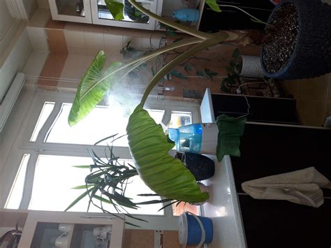 شل شدن برگ و ساقه بابا آدمسایر گیاهان