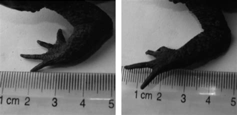 Pictures Of Forelimbs Of Male Left And Female Right Andrews Toad