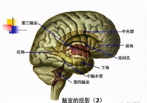 大鼠脑解剖图各部位图标