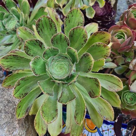 73 Types Of Aeonium Varieties Pictorial Guide Artofit