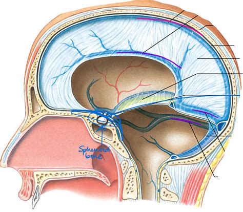 Diagram Of Cranium Quizlet