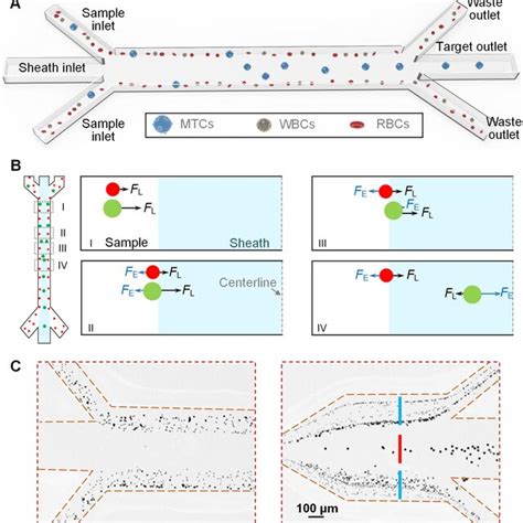 A Schematic Diagram Of Our Interfacial Elasto Inertial Microfluidic Download Scientific