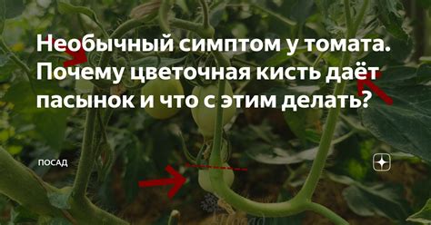 Необычный симптом у томата Почему цветочная кисть даёт пасынок и что с этим делать Посад Дзен