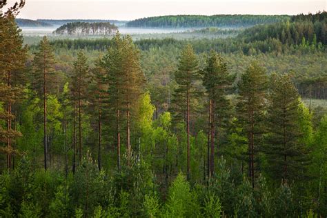 Picture Of The Day Seeing The Forest For The Trees Twistedsifter