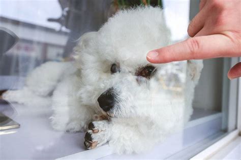 Фото породы бишон фризе 16 фотографий собак