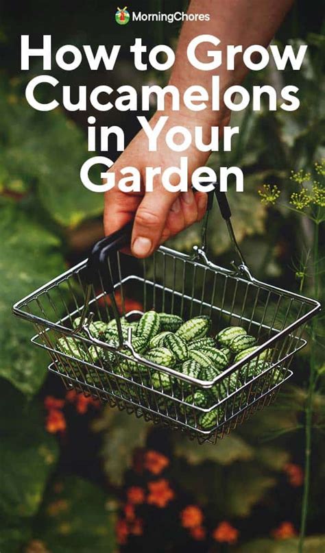 Growing Cucamelons How To Plant And Use These Tiny Wonders