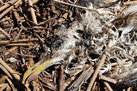 Remains Of A Dead Bird With Feathers Disease Epidemics In Nature