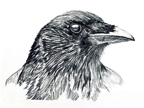 Drawing Of A Crow With Emphasis On Texture Rdrawing Drawing Of A Crow With Emphasis On Texture Rdrawing