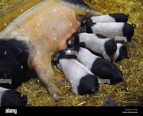 Swabian Hall Swine Sus Scrofa F Domestica Piglets Sucking Germany