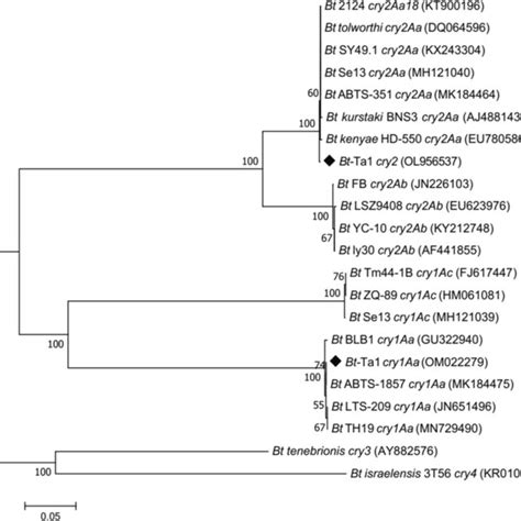 neighbor joining tree of bt ta1 generated from the alignment of the