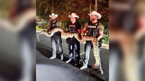 14 Foot Python Removed From Florida Neighborhood