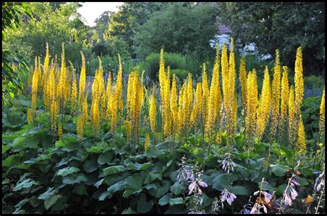 Little Rocket Ligularia Hinsdale Nurseries