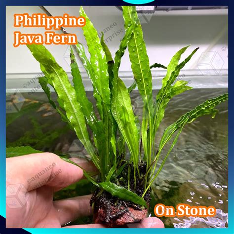 [low Tech] Philippine Java Fern Microsorum Pteropus Philippine Lp Aquatic Plant On Stone Lazada