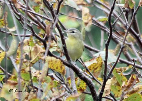Philadelphia Vireo Various Bird Species