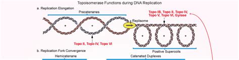 トポイソメラーゼ阻害 Topoisomerase Inhibition