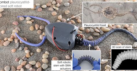 Equatorial Minnesota Release The Robotic Pleurocystites