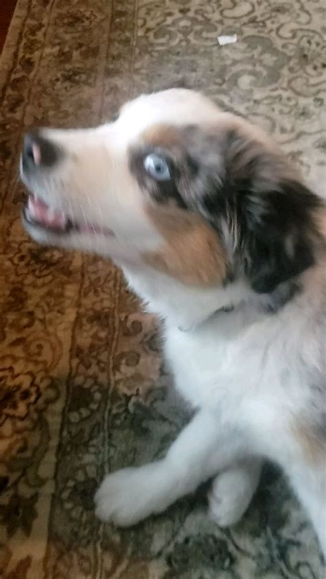 My Skye! : r/miniaussie