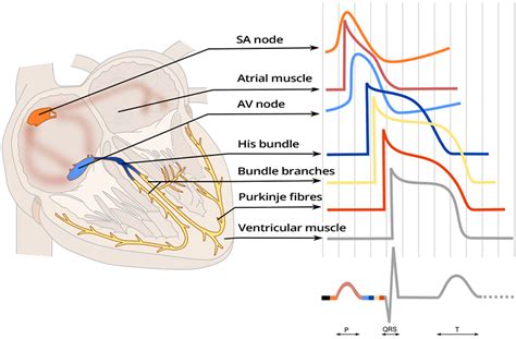 Action Potential Ecg