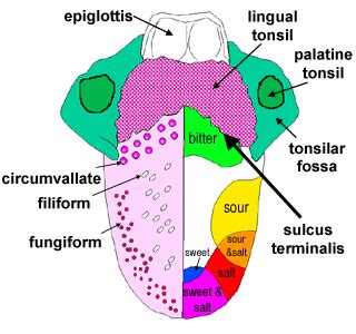 Human Tongue Taste Papillae And Their Afferent Nerve