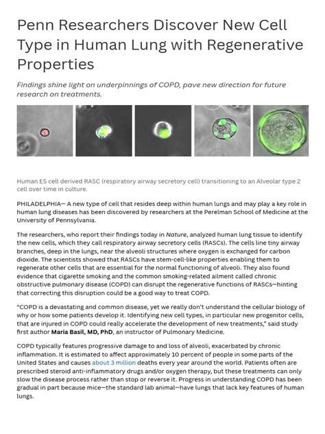 Penn Researchers Discover New Cell Type In Human Lung With Regenerative