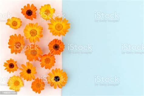 금송화 꽃 텍스트를 위한 공간이 있는 흰색과 파란색 배경에 금잔화 약초 제품 광고 및 프리젠 테이션 모형 플랫 레이 복사 공간 건강관리와 의술에 대한 스톡 사진 및 기타