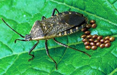 5 Easy Strategies To Thwart Your Gray Squash Bugs Fruition Seeds