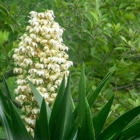 Ramo Flor De Izote Naranjo Market
