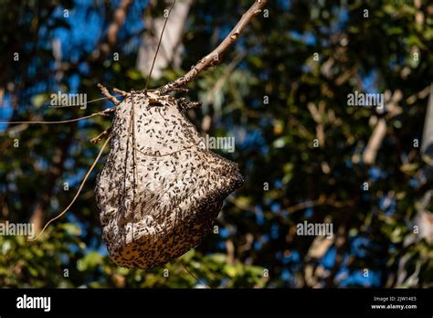 a large bee hive affixed to a tree branch with many insects outside