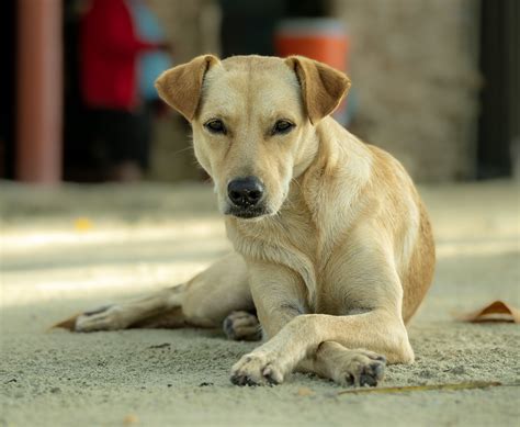 Waggy Wade Tregaskis Flickr