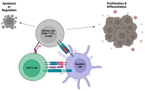 Cd4⁺ T Cells Regulate The Functions Of Effector Immune Cells Such As Download Scientific