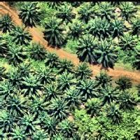 Palm Oil Detection And Counting Object Detection Dataset And Pre Trained Model By Prasadnr