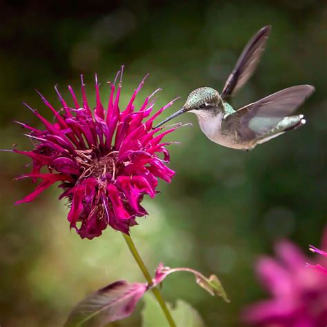 How To Attract Hummingbirds With Plants 7 Plants They Love