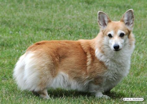 Corgis The Ultimate Cuteness