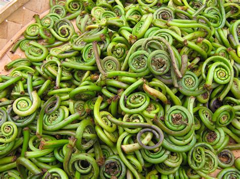 Lady Fern Fiddleheads