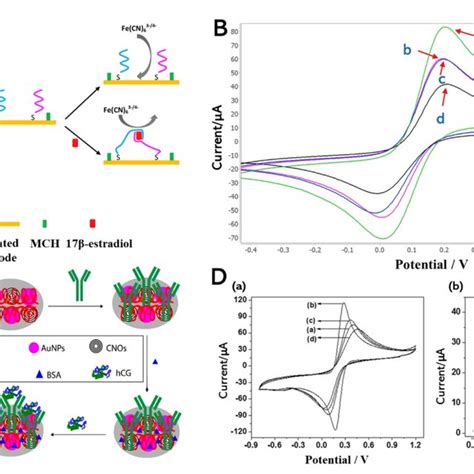 A Electrochemical Aptasensor For Sensing 17β Estradiol E2 Based On Download Scientific