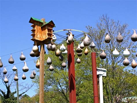Purple Martin Gourd Houses In East Tennessee