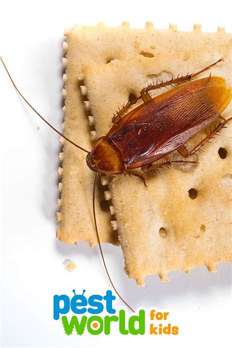 How Long Can A Cockroach Live Without Its Head Cockroach Control Cockroaches Pests How Long Can A Cockroach Live Without Its Head Cockroach Control Cockroaches Pests