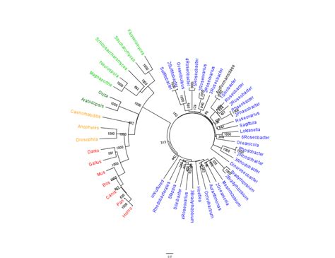 Columbus Invertebrate Phylogenetic Tree